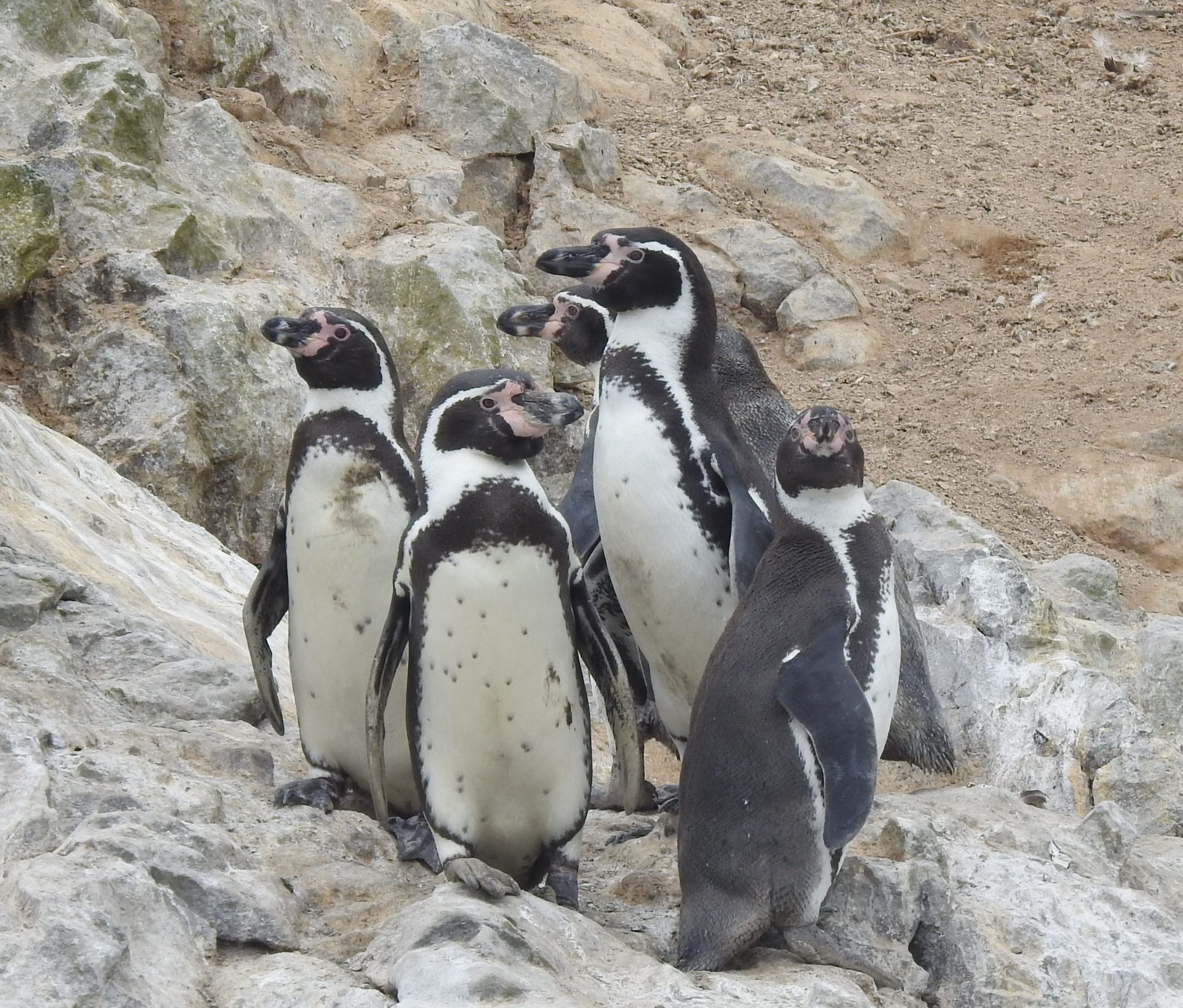 Reserva Nacional SIIPG – Islas Cavinzas e Islotes Palomino - Sernanp
